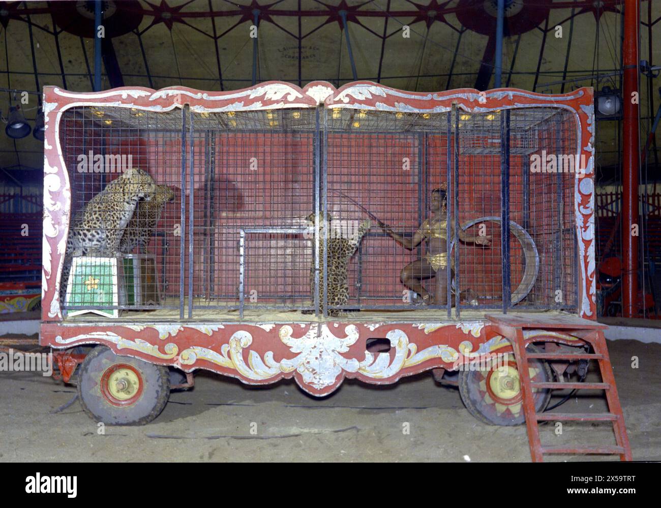 Circus Trailer and Cage with Leopards and Trainer Stock Photo - Alamy