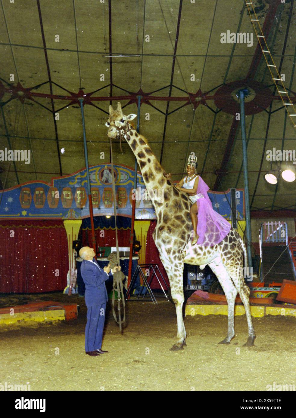 Circus, Giraffe with Female Rider Stock Photo - Alamy