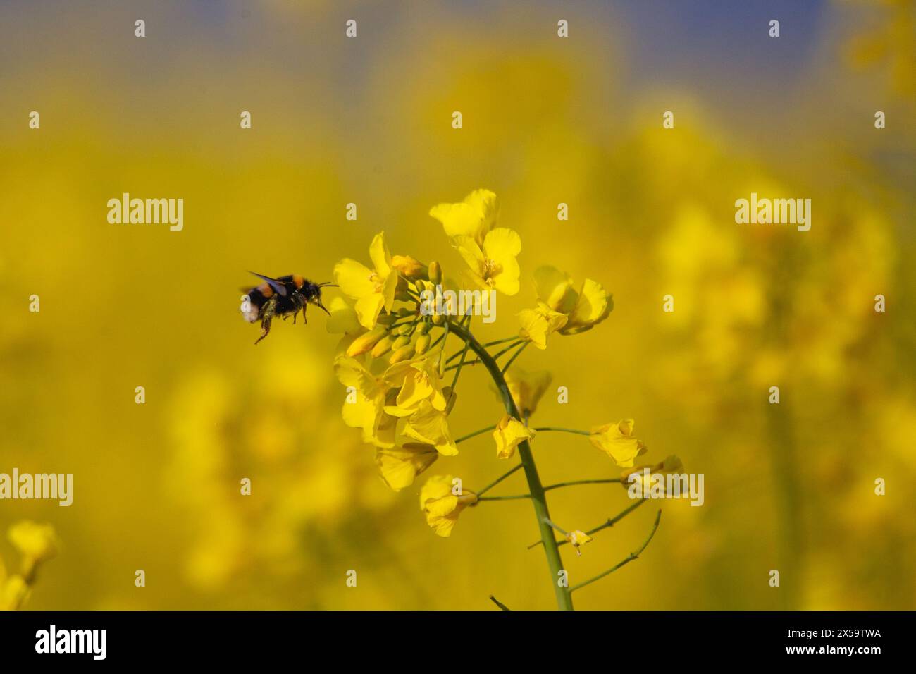 Dark bumblebee in the rapeseed field in the pollen search (Bombus ...