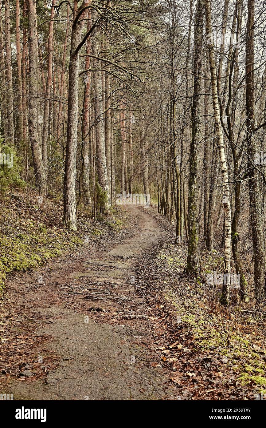 Forest walking route Stock Photo - Alamy