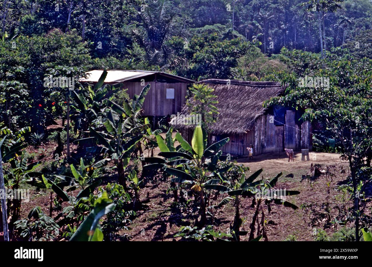 Traditional houses of the indigenous Huaorani people in the Amazon ...
