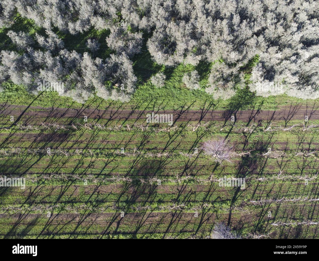 Top view olive tree crowns, one can see that these plants have been ...