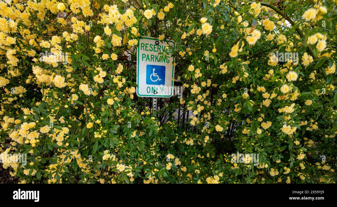 Designated (blue badge) parking sign surrounded by glorious Kerria ...