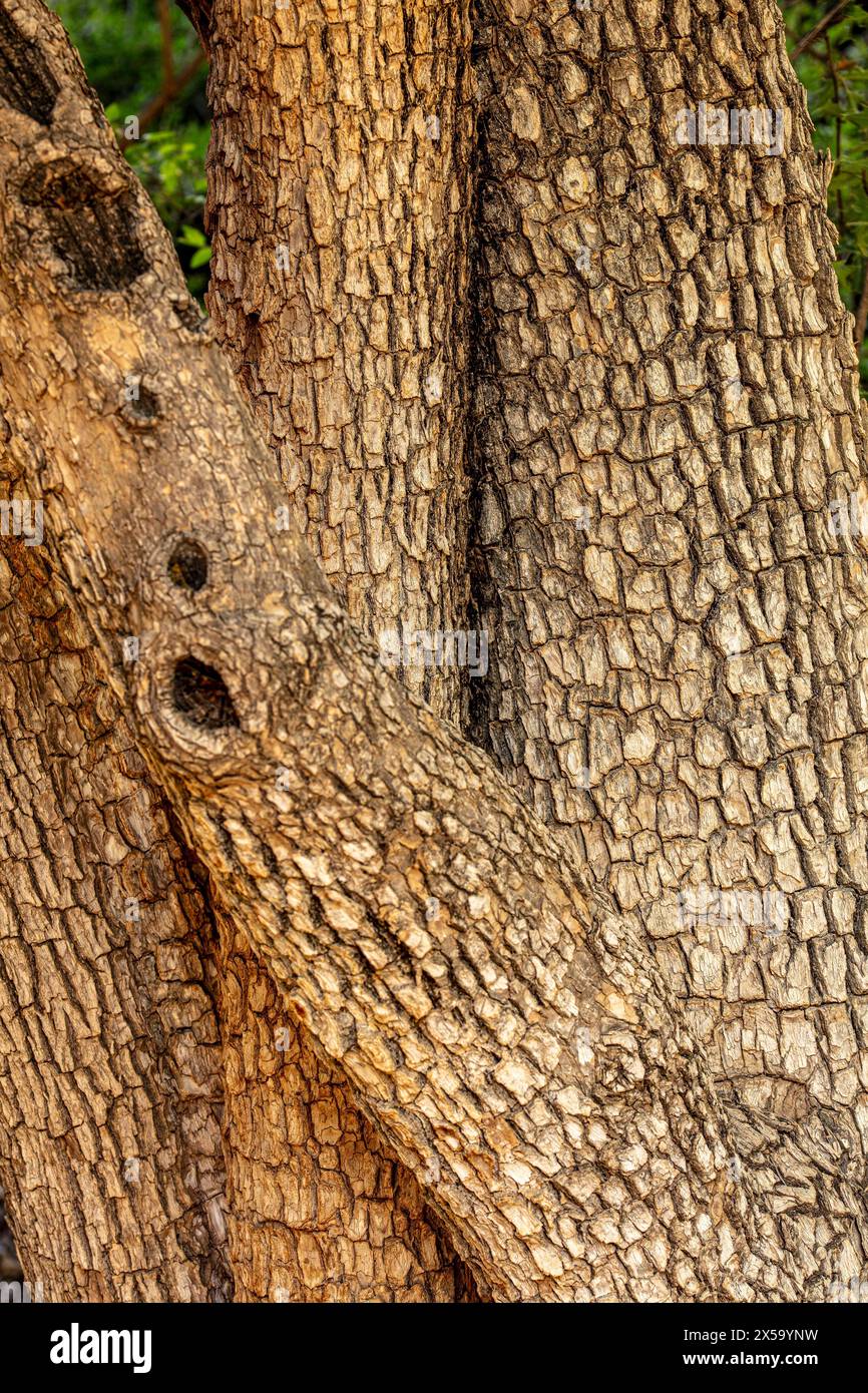 Natural close up plant portrait of Sandpaper tree, Ehretia anacua, in ...