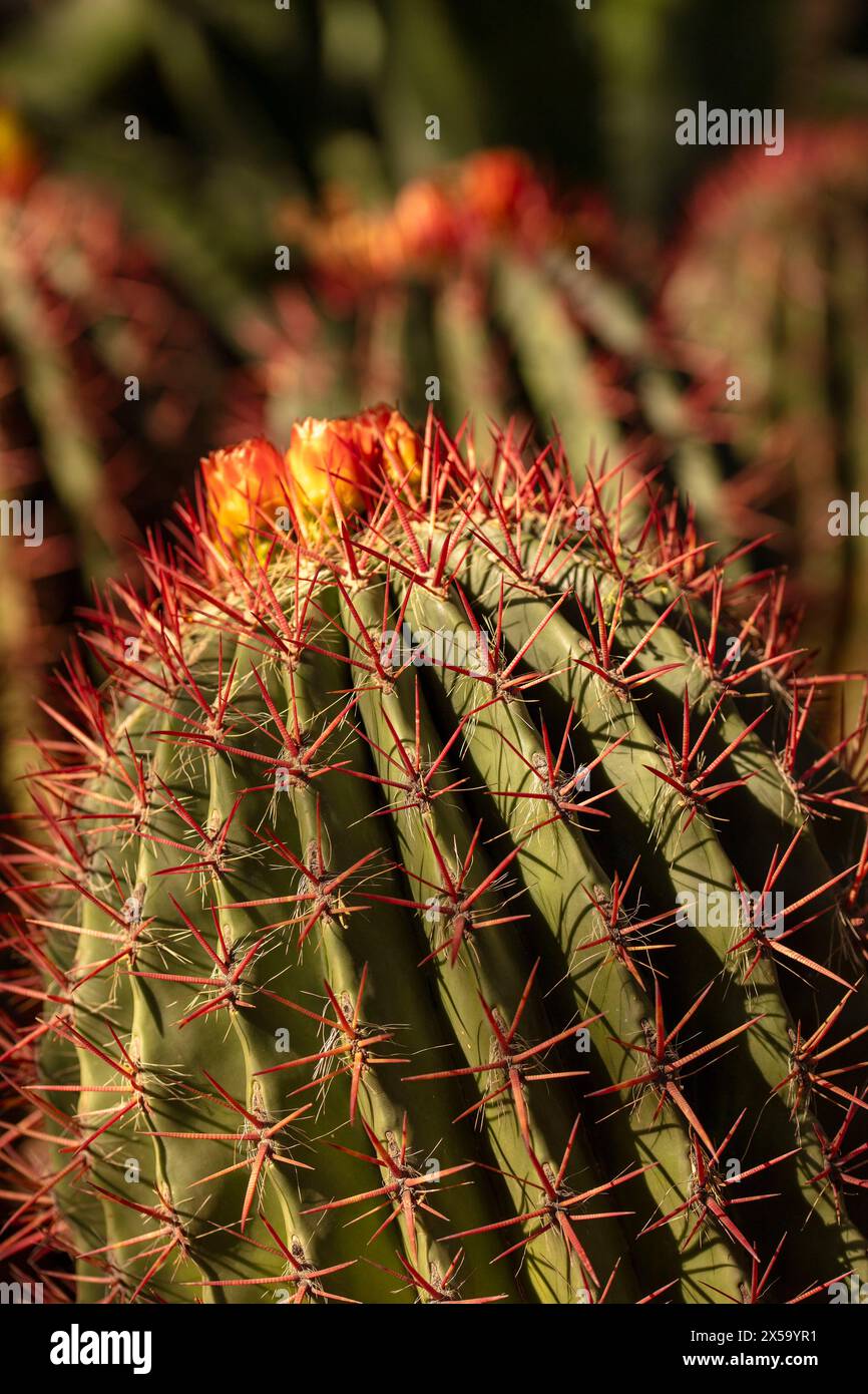 Spiney Ferocactus pilosus, Mexican lime cactus, Mexican fire barrel ...