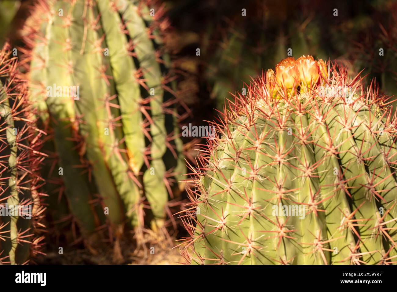 Spiney Ferocactus pilosus, Mexican lime cactus, Mexican fire barrel ...