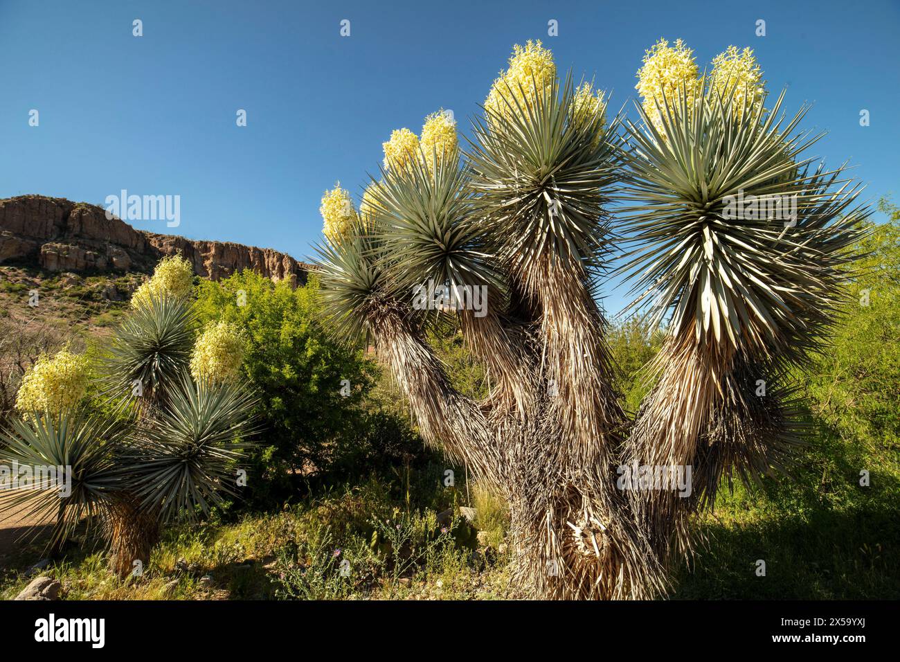 Dramatic natural plant portrait of Yucca Rigida flowering in glorious ...