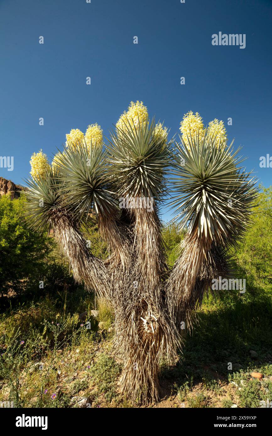 Dramatic natural plant portrait of Yucca Rigida flowering in glorious ...