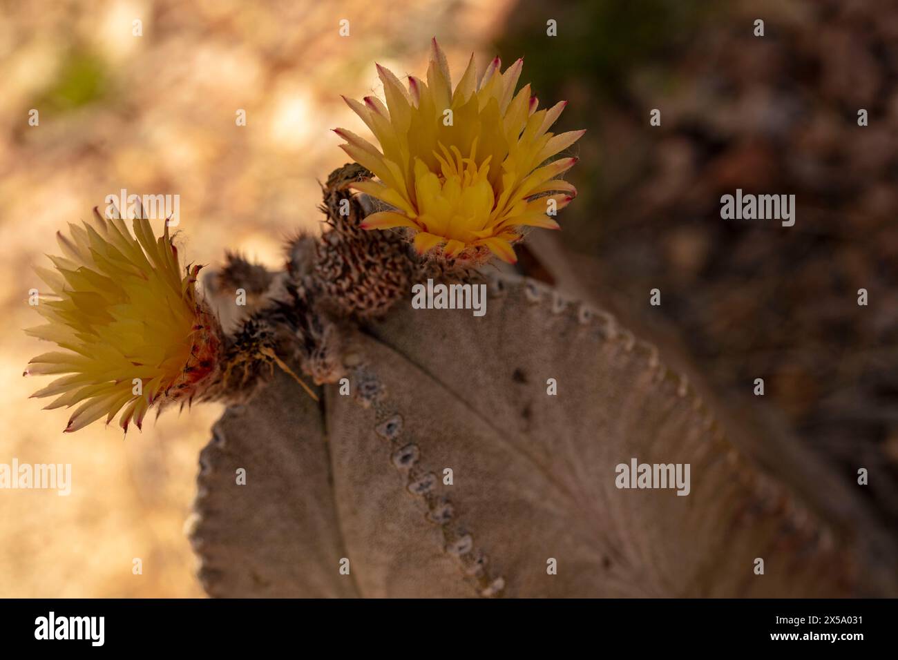 Natural close up portrait of the rare / endangered Astrophytum ...