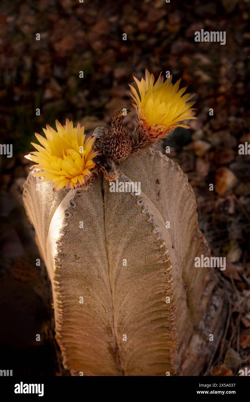Natural close up portrait of the rare / endangered Astrophytum ...