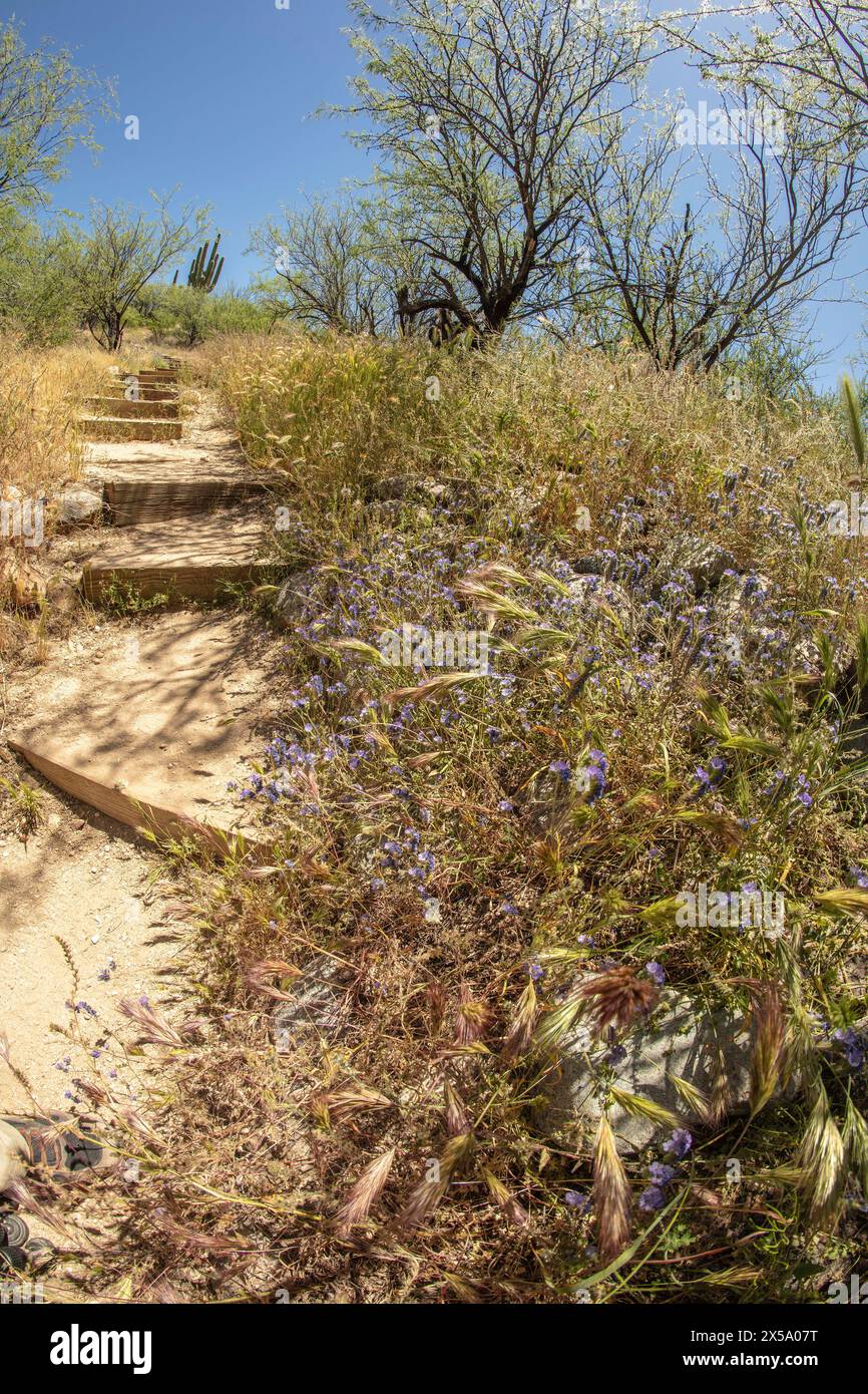 The wide open space of the glorious Catalina State Park, Oro Valley ...