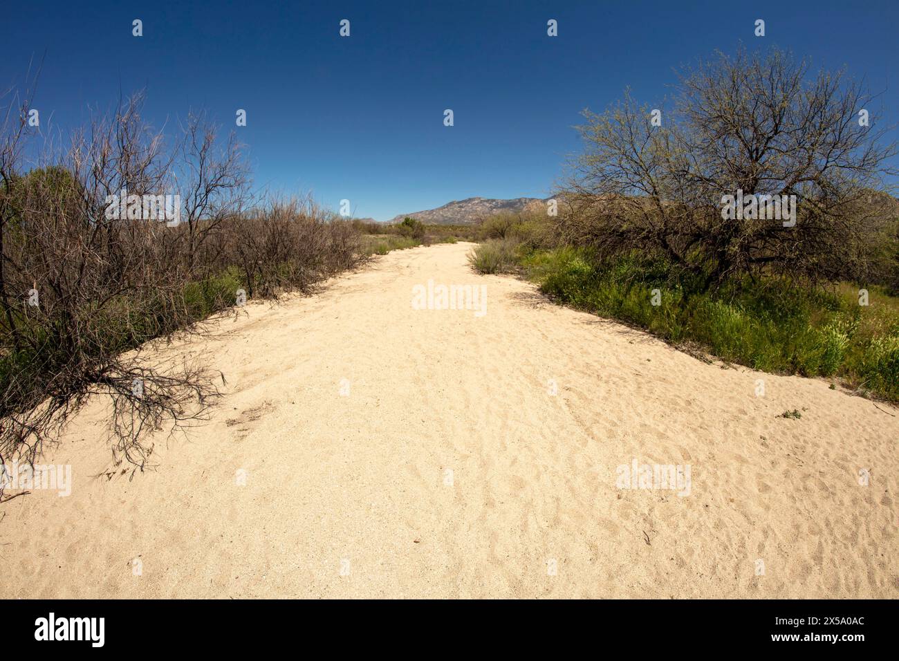 The wide open space of the glorious Catalina State Park, Oro Valley ...