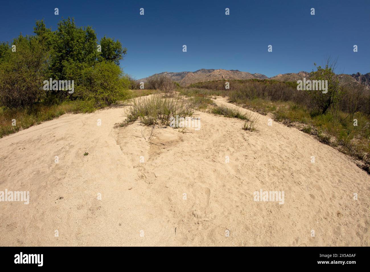 The wide open space of the glorious Catalina State Park, Oro Valley ...