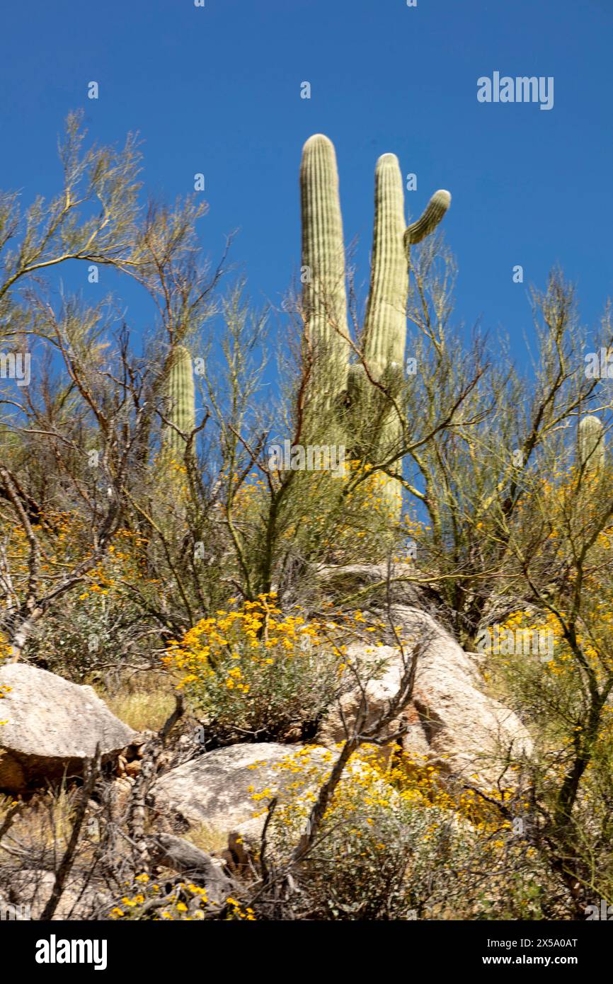 Majestic Saguaro, Saˈɣwaɾo, Carnegiea Gigantea, standing in glorious ...
