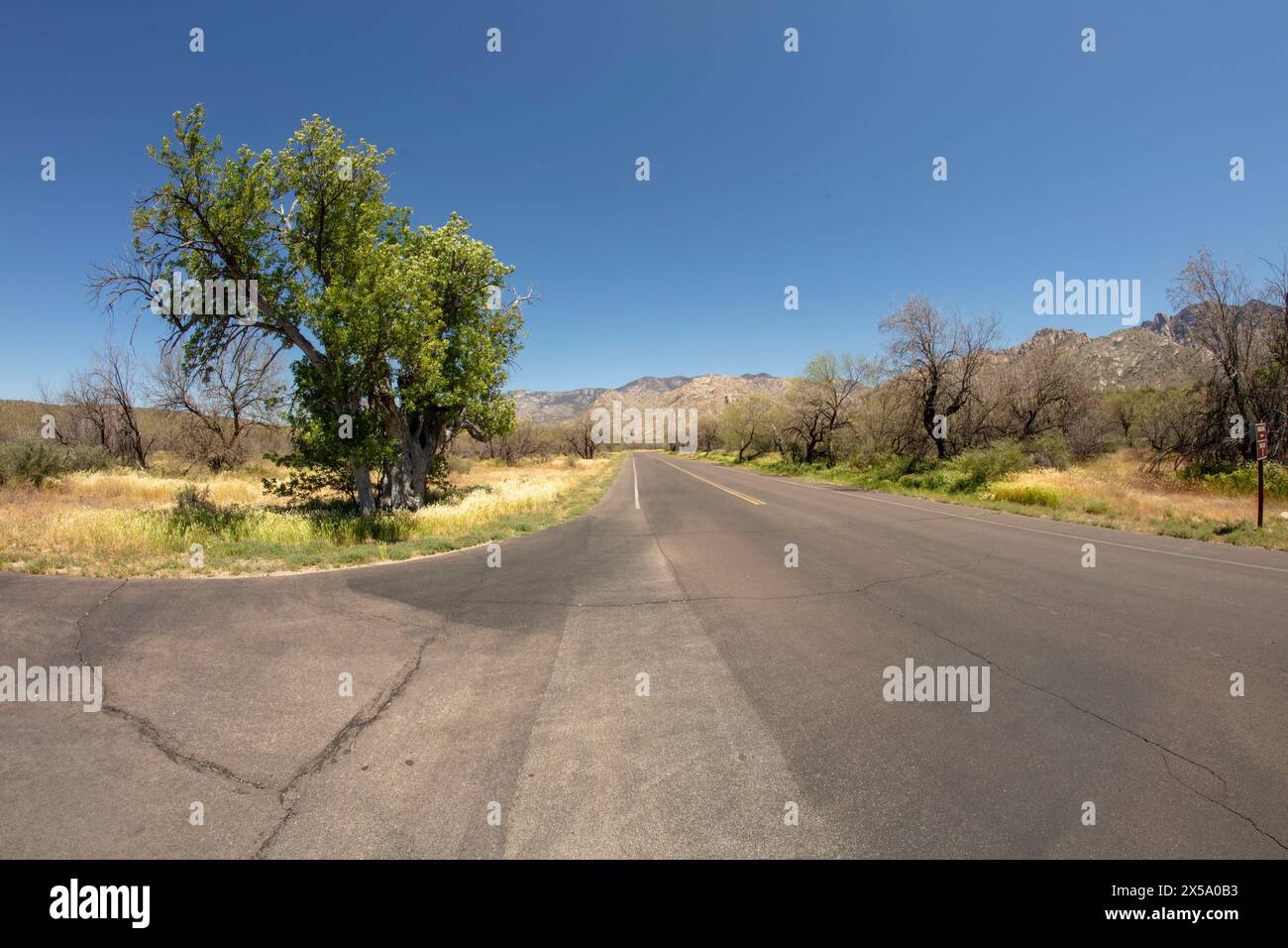 The wide open space of the glorious Catalina State Park, Oro Valley ...