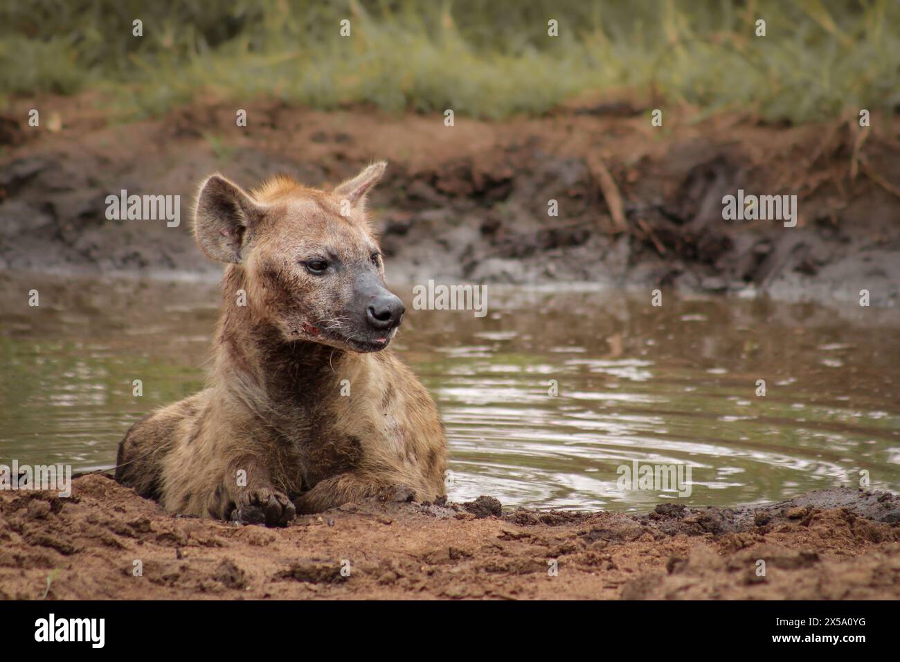 A spotted hyena bathing in a wallow during a hot day in South Africa ...