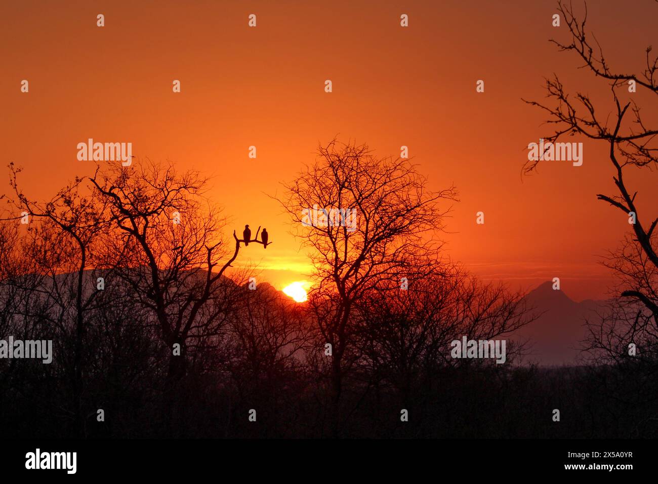Sunset in the South African bush with the Drakensberg mountains and ...