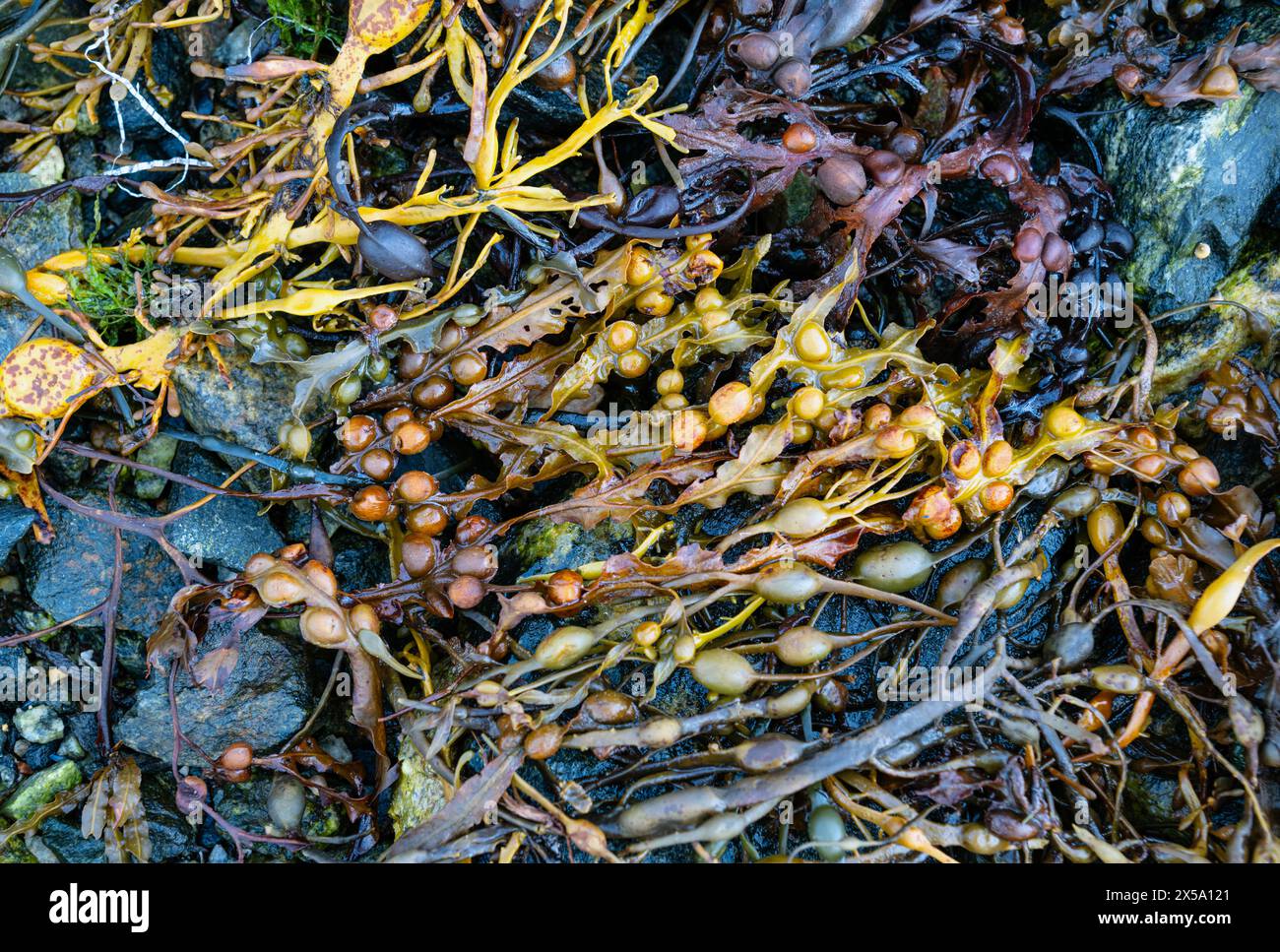 Close-up of seaweed in Stockinish harbour at low tide, Isle of Harris ...