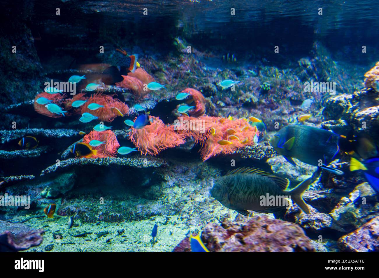 Tropical fish and Nemo. Wonders immersed in water. Genova's aquarium ...