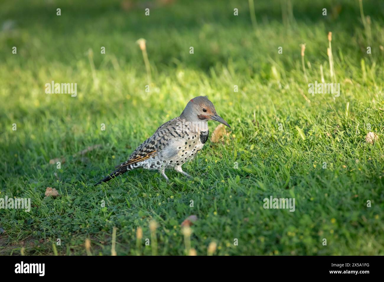 Northern flicker bird hi-res stock photography and images - Alamy