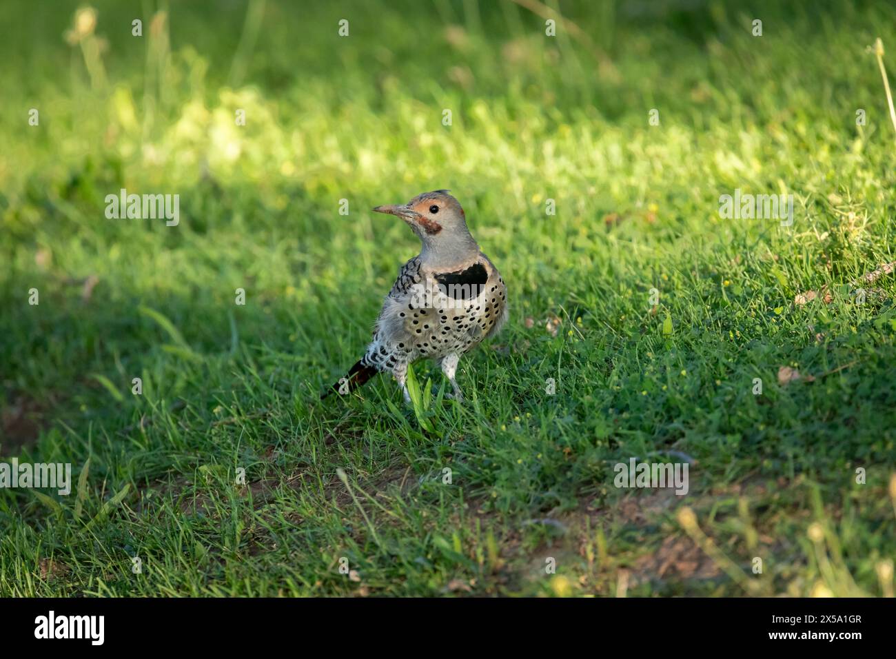 Northern flicker bird hi-res stock photography and images - Alamy