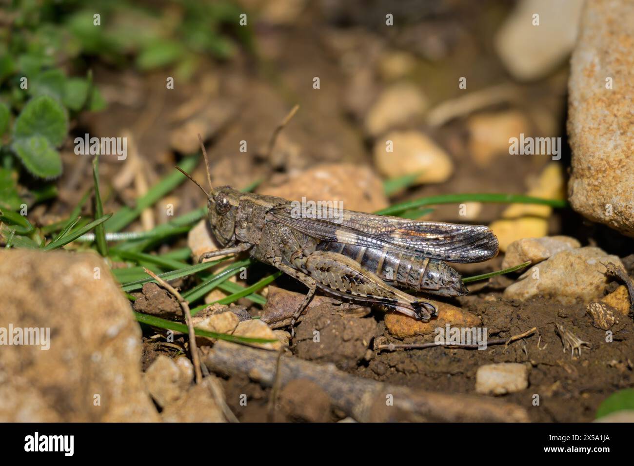 A small grasshopper (Aiolopus strepens) sitting on the ground, sunny ...