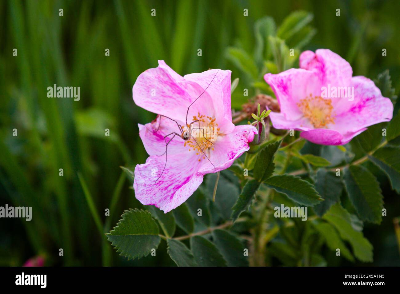 Rosa blanda hi-res stock photography and images - Alamy