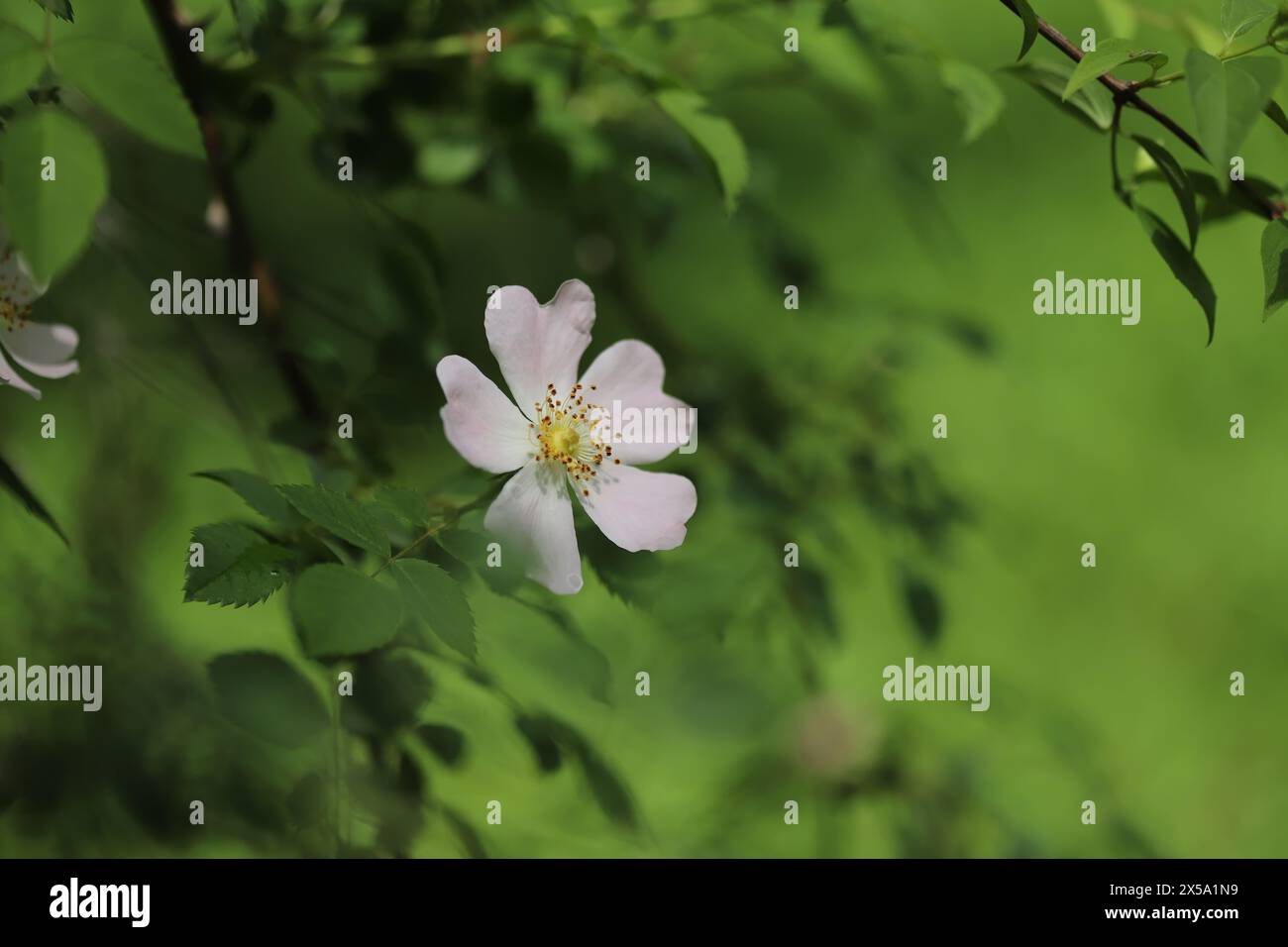 Dog rose flower (Rosa canina Stock Photo - Alamy
