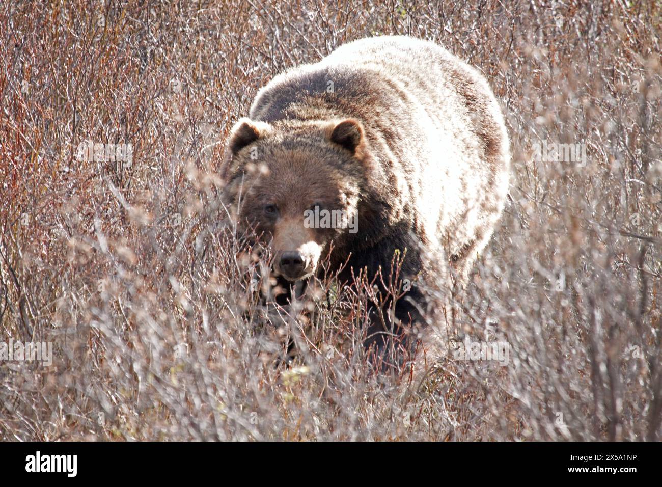 Grizzly Bear walking through the brush Stock Photo - Alamy