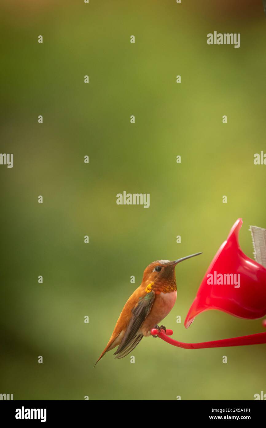 rufous hummingbird sitting at a feeder Stock Photo - Alamy