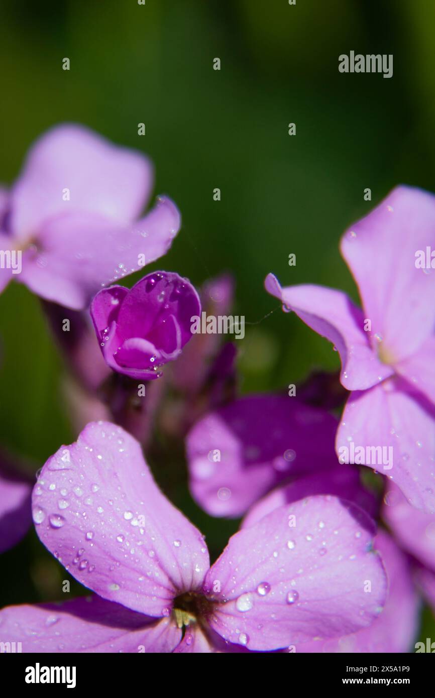 Bud with dew drops hi-res stock photography and images - Alamy