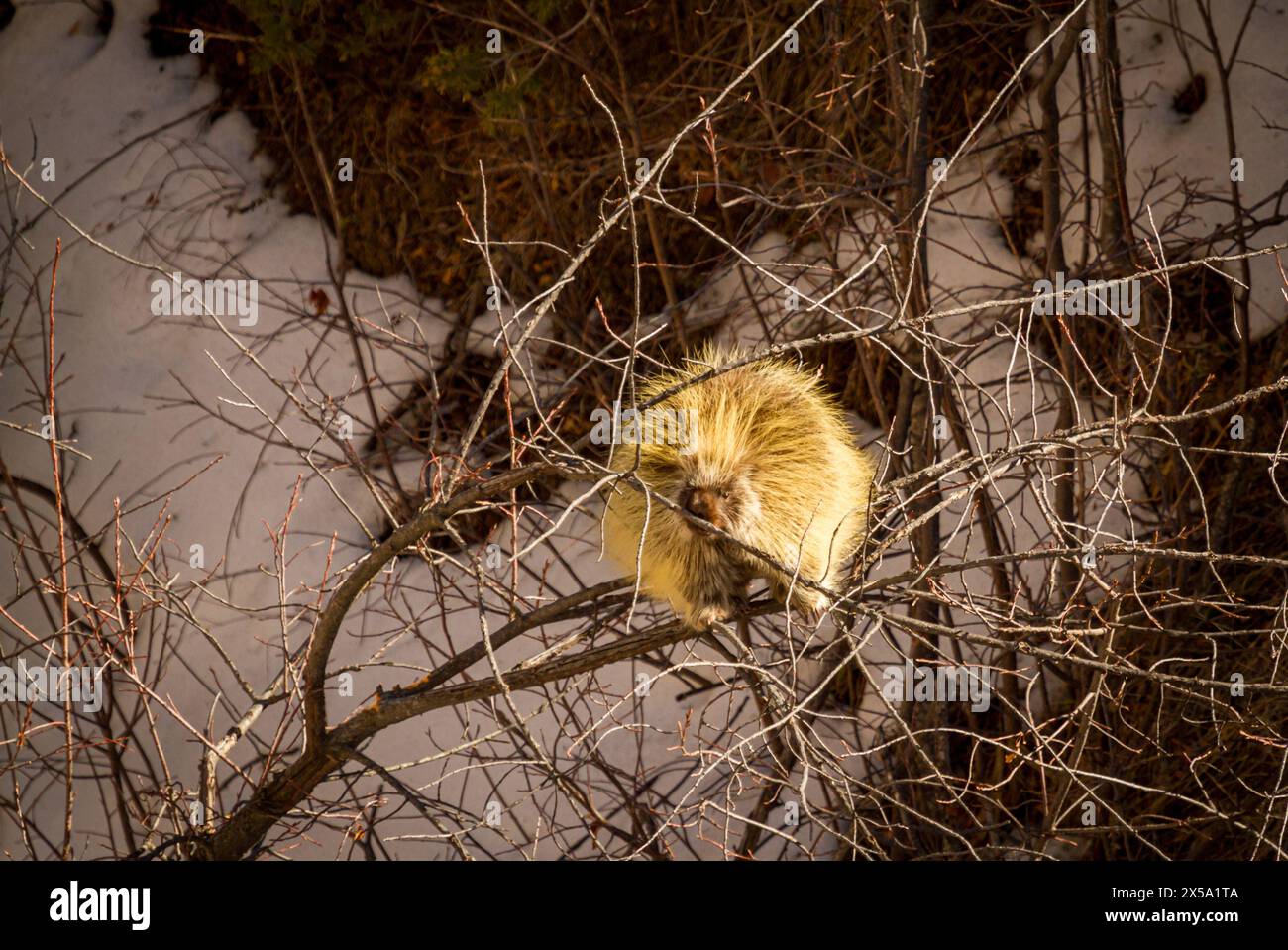 North American Porcupine chewing on a branch Stock Photo - Alamy