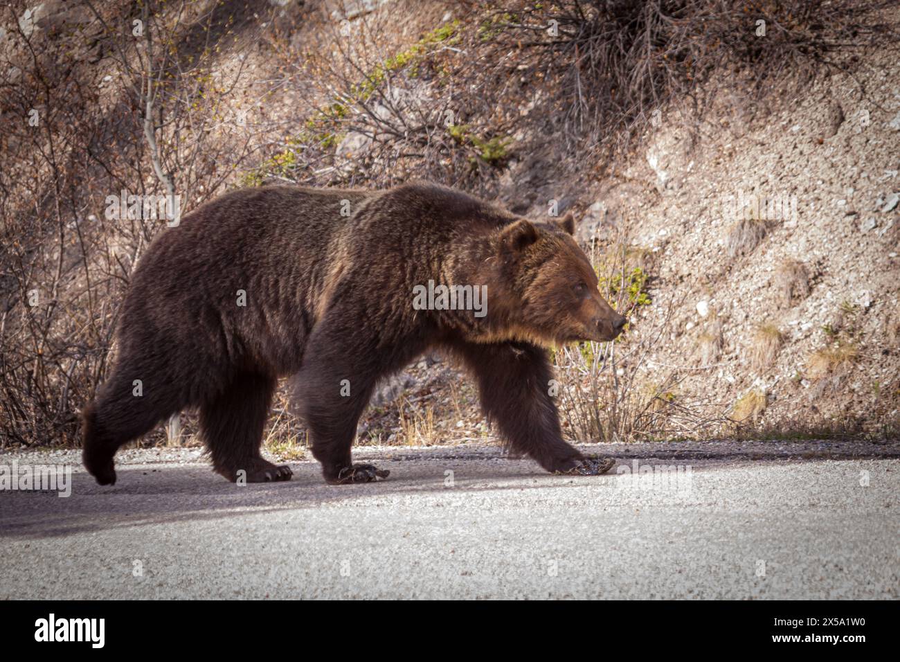 Grizzly Bear Walking On Road Stock Photo Alamy