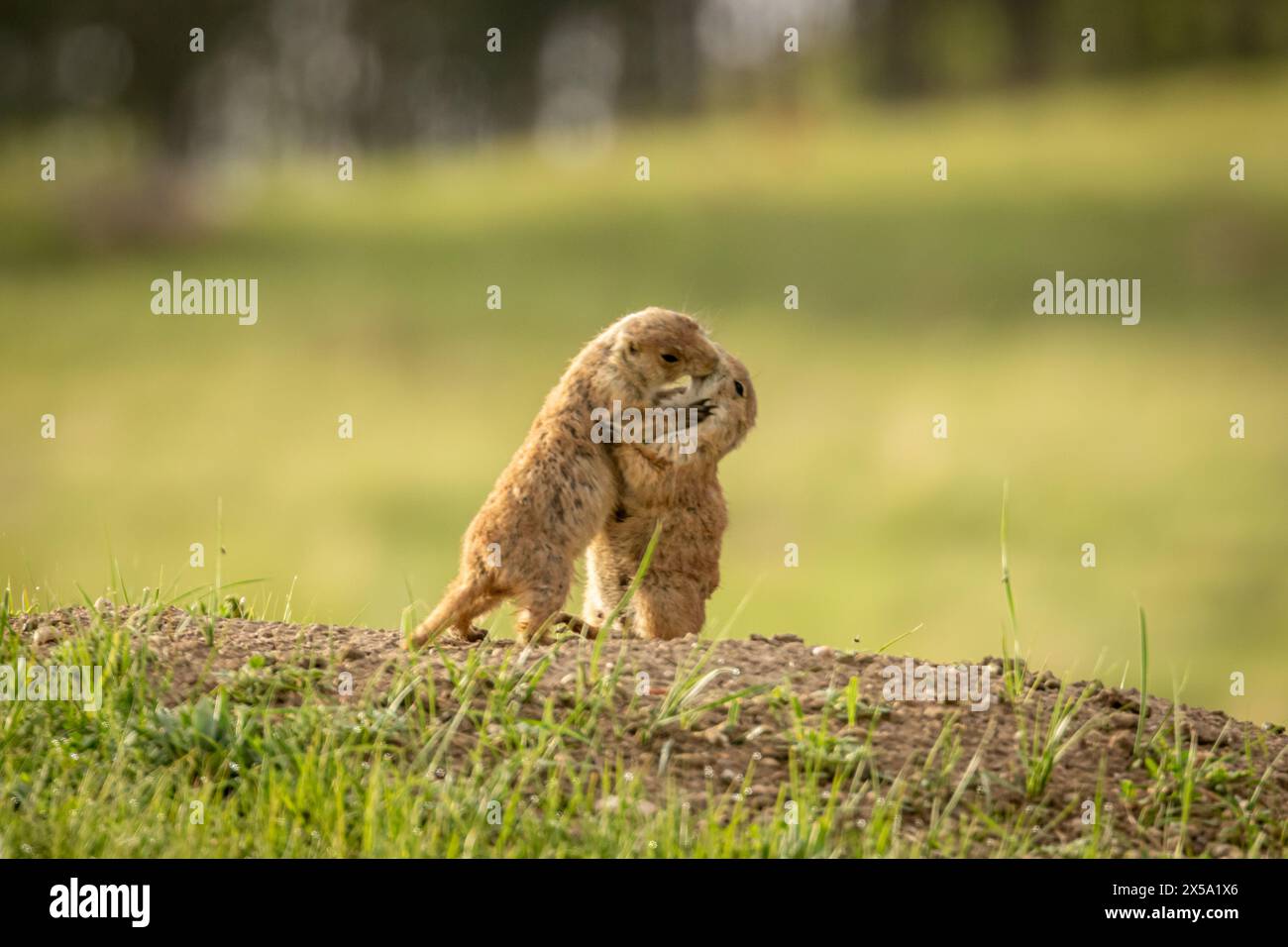 Two black tailed prairie dogs kissing Stock Photo - Alamy