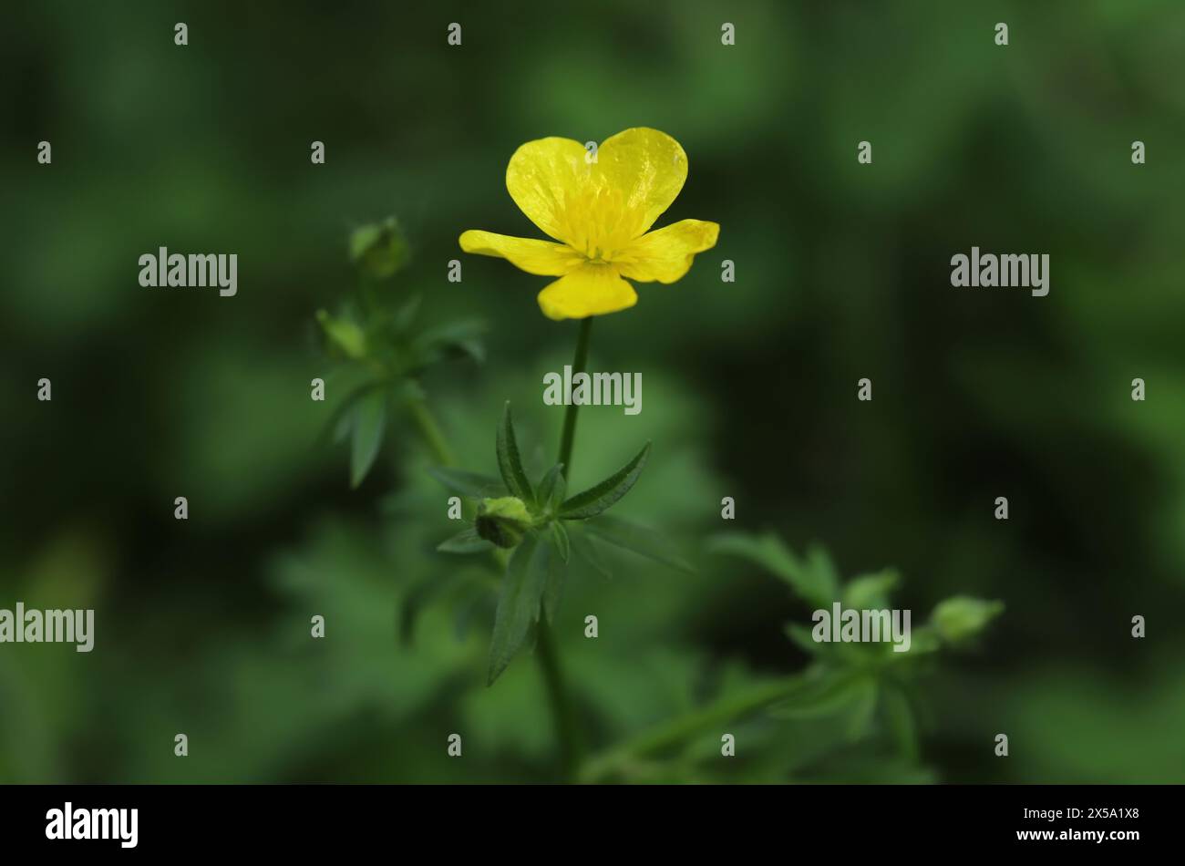 Bulbous buttercup flower (Ranunculus bulbosus Stock Photo - Alamy