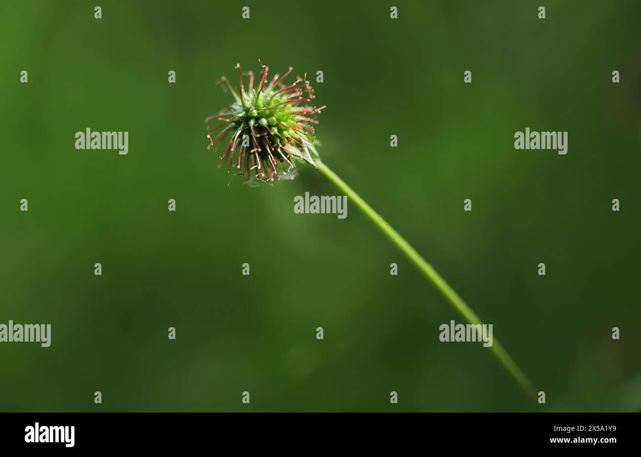 Wood avens plant (Geum urbanum Stock Photo - Alamy