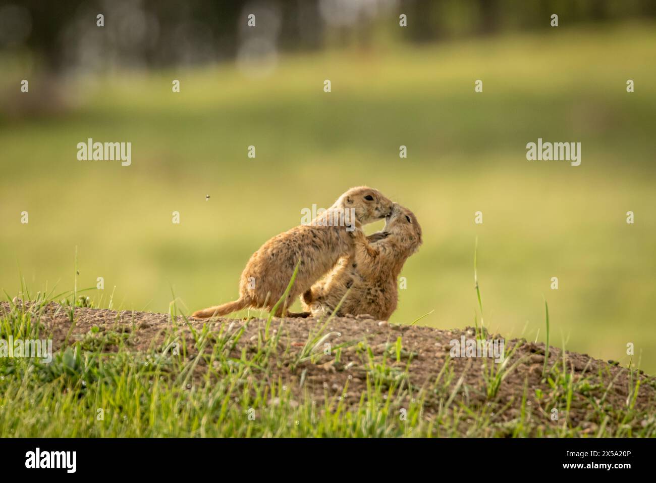 Two black tailed prairie dogs kissing Stock Photo - Alamy