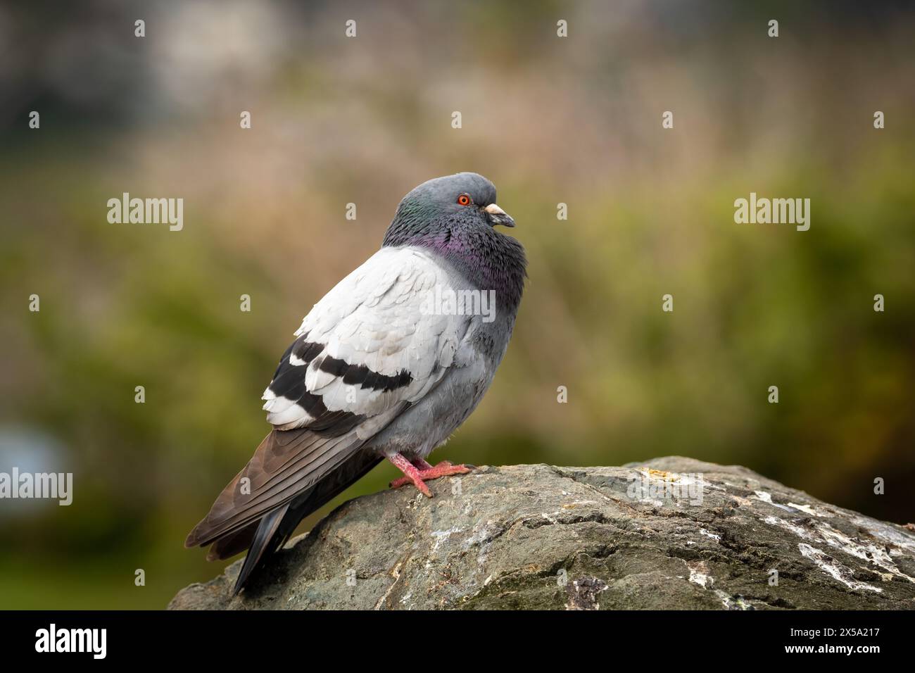 Rock pigeon hi-res stock photography and images - Alamy