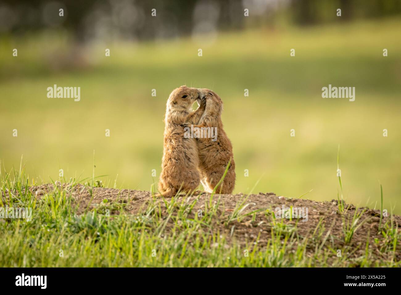 Two black tailed prairie dogs kissing Stock Photo - Alamy