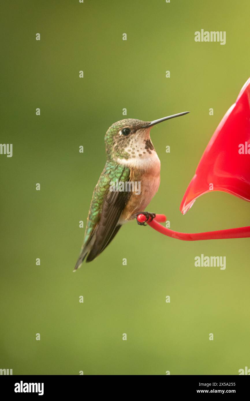 Cute little humming bird hi-res stock photography and images - Alamy