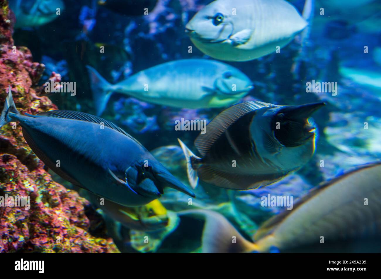 Tropical fish and Nemo. Wonders immersed in water. Genova's aquarium ...