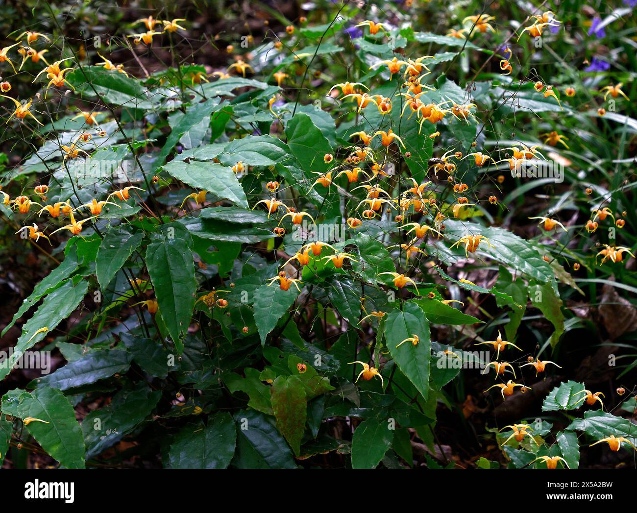 Closeup of the amber yellow flowers of the low growing garden perennial ...