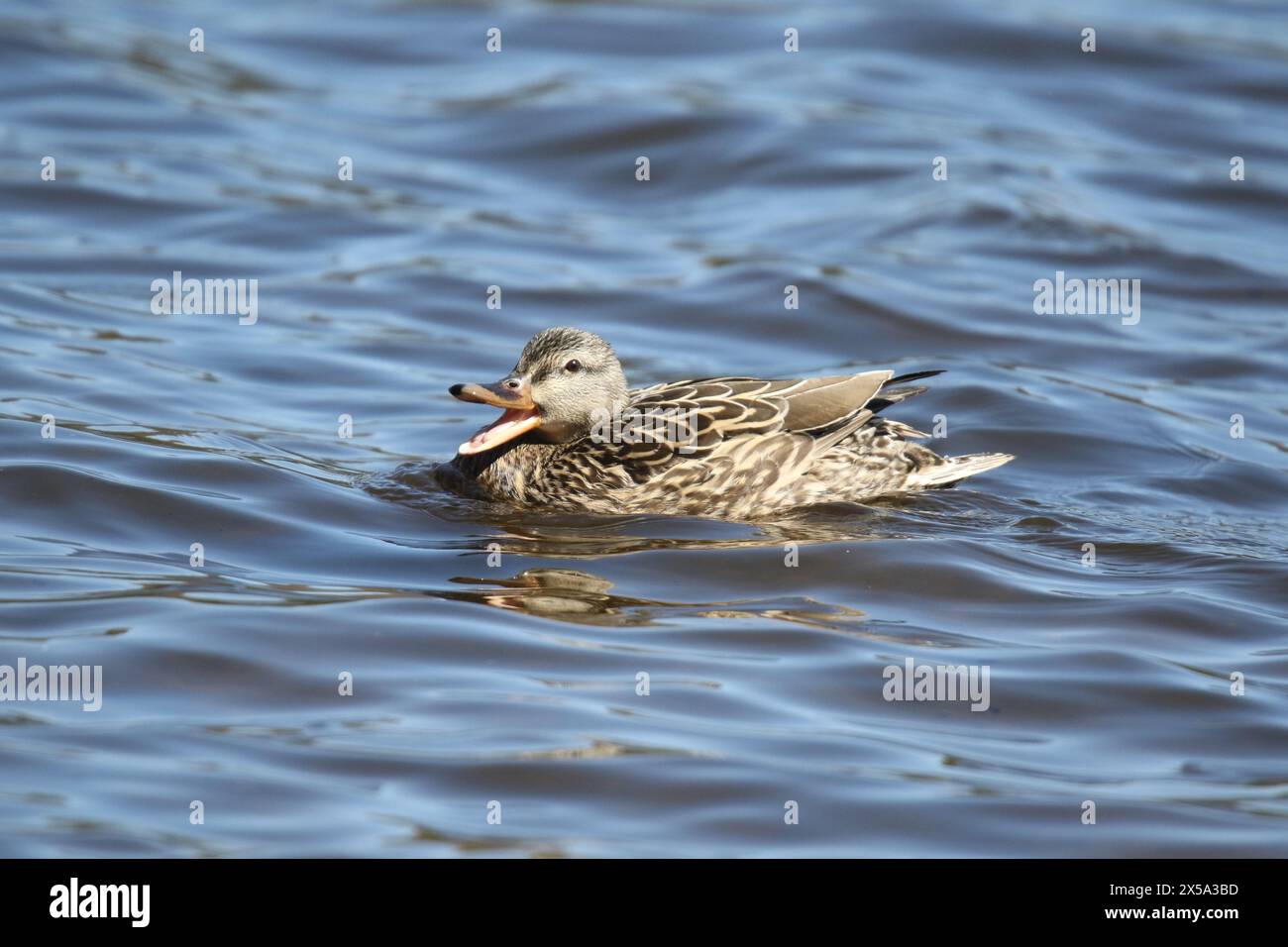 Hen Mallard duck swimming and quacking Stock Photo - Alamy