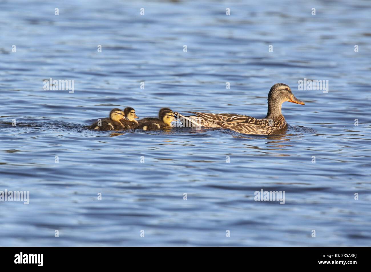 Ducklings following quacking mother duck hi-res stock photography and ...