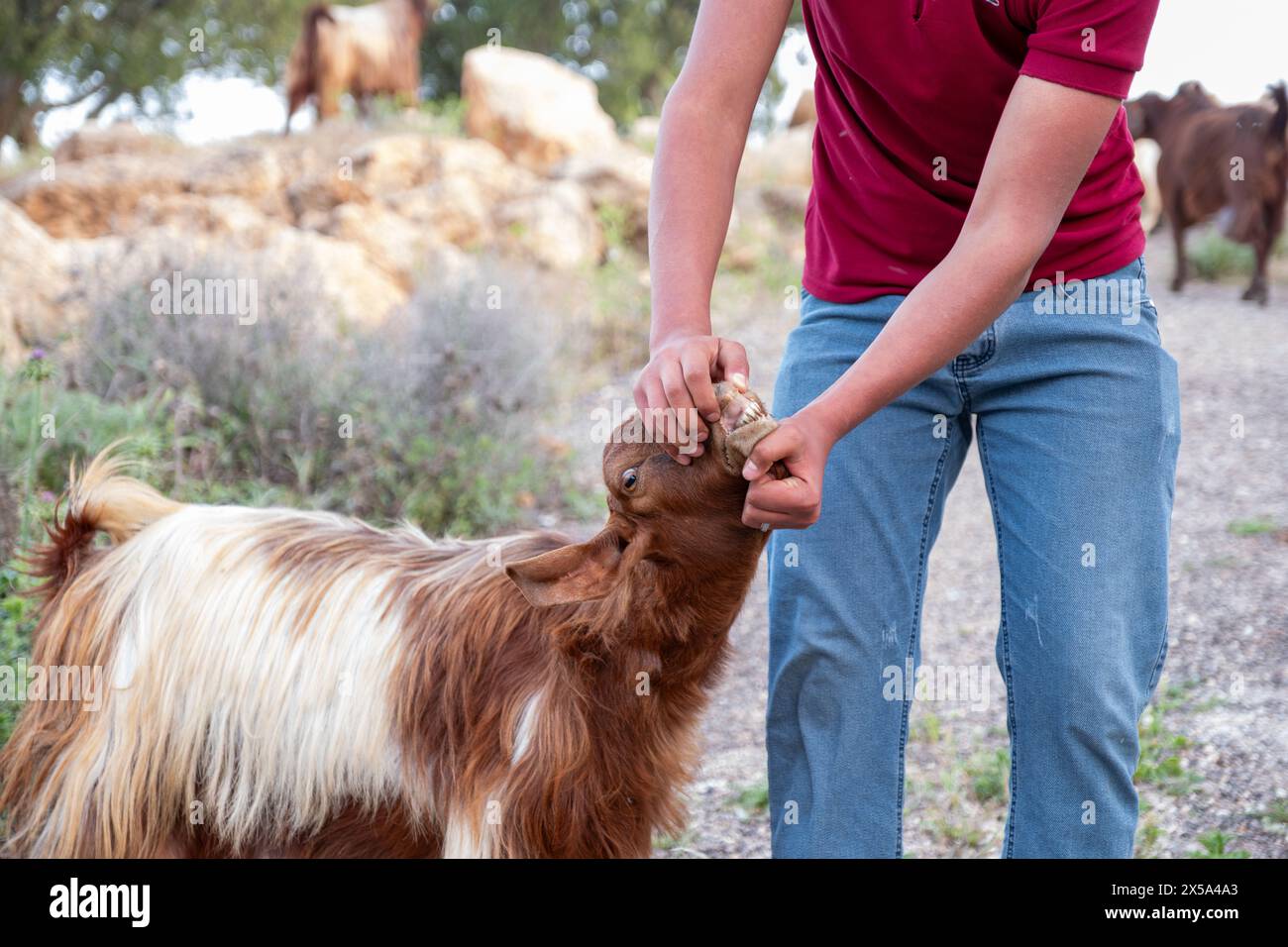 Jordan goat hi-res stock photography and images - Alamy