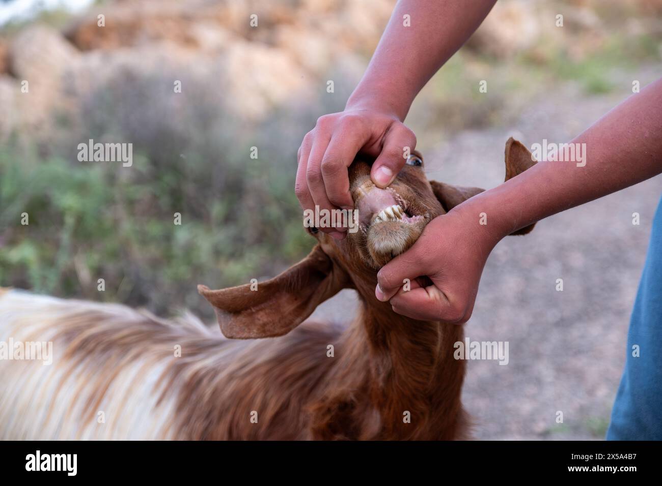 Eid al adha goat hi-res stock photography and images - Alamy