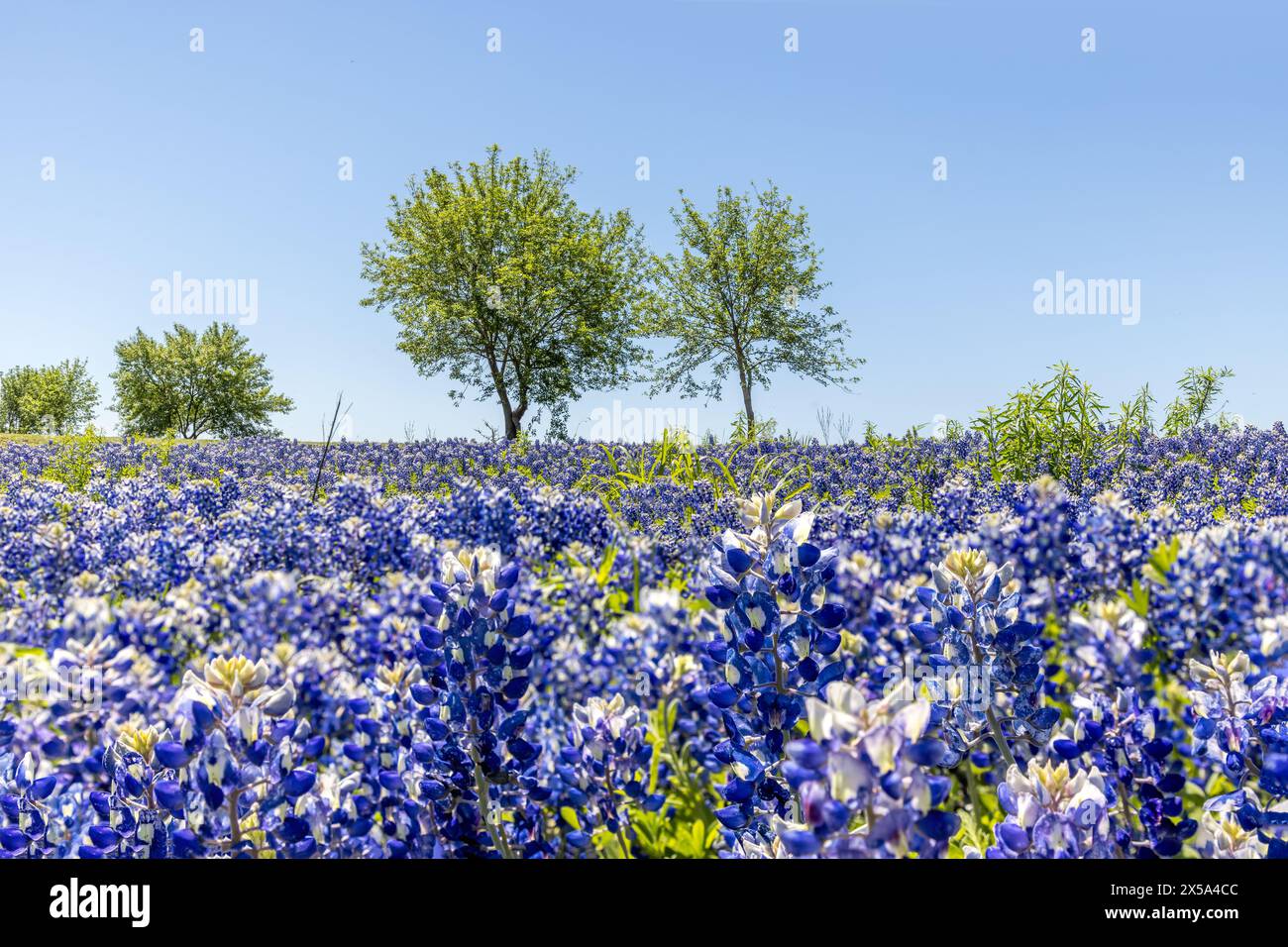 Huge meadow covered with blue bonnets in Texas Stock Photo - Alamy