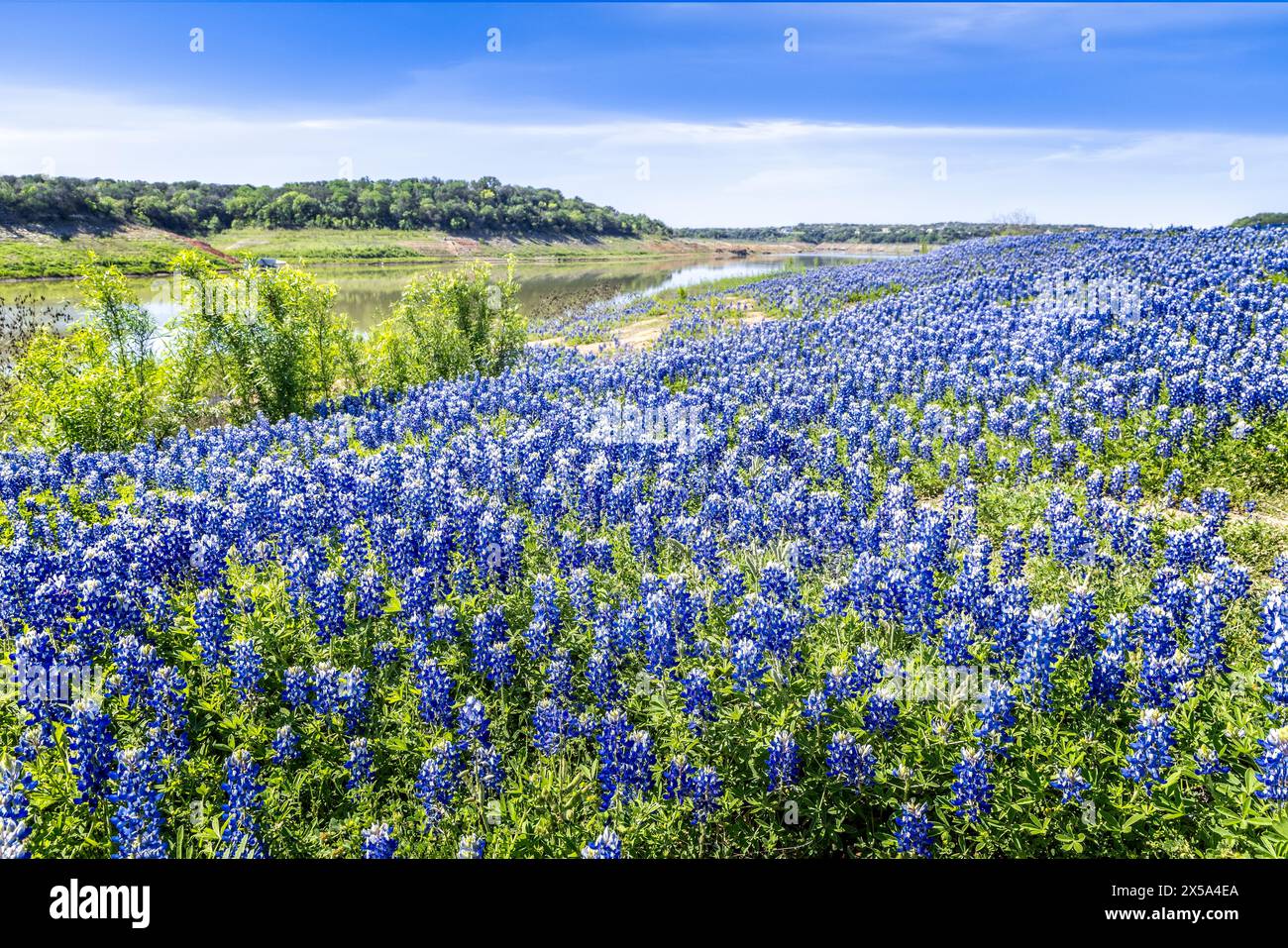 Field lupinus texensis texas hi-res stock photography and images - Alamy