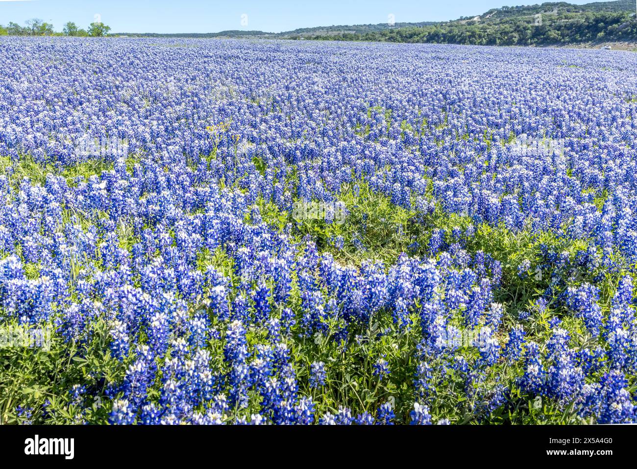 Field lupinus texensis texas hi-res stock photography and images - Alamy