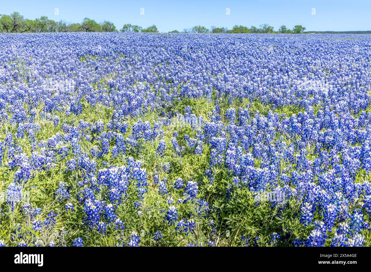 Huge meadow covered with blue bonnets in Texas Stock Photo - Alamy